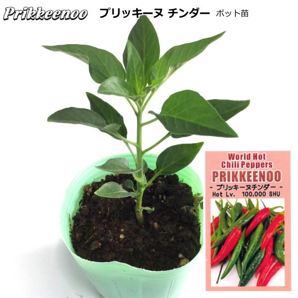 辛唐辛子【 プリッキーヌ チンダー 】 World Hot Chili Peppers Prikkeenoo ポット苗--------------------------------タイ料理に使われる タイ唐辛子！ハバネロ並みの辛さ　スコヴ...