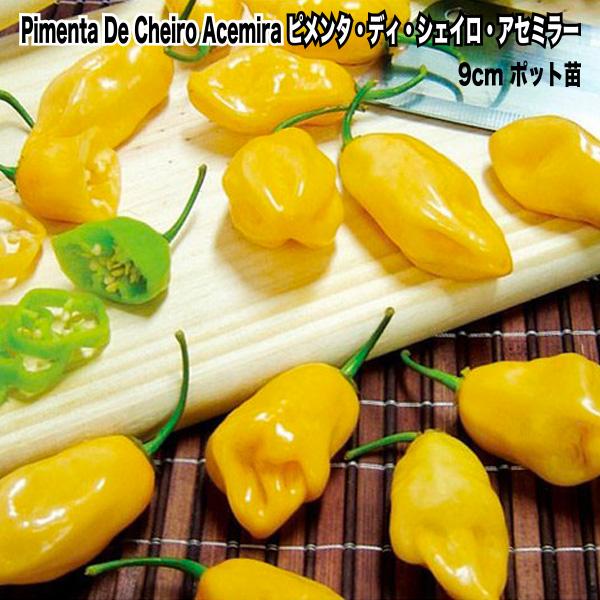 辛唐辛子【 Pimenta De Cheiro Acemira ピメンタ・ディ・シェイロ・アセミラー 】 World Hot Chili Peppers ポット苗ブラジル原産の珍しい激辛唐辛子！ハバネロ並みの辛さ　スコヴィル値：約15万スコ...