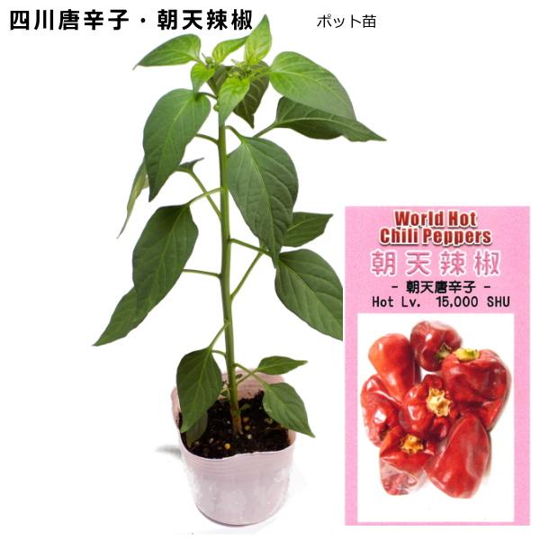 辛唐辛子【 朝天辣椒 チョウテン トウガラシ 】 World Hot Chili Peppers ポット苗----------------------------------四川唐辛子の一種　本格的な中華料理に♪スコヴィル値：約15,000...