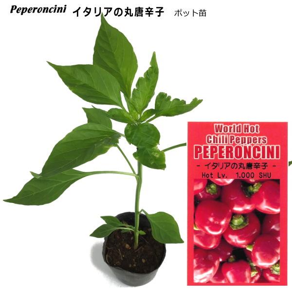【 Peperoncini イタリアの丸唐辛子 】 World Hot Chili Peppers ポット苗----------------------------------サクランボのような 可愛らしい丸唐辛子♪スコヴィル値：約1,00...