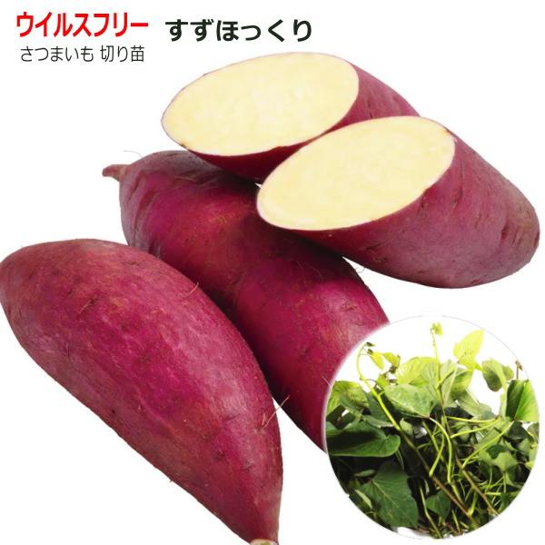 【農林水産省 登録品種（登録名：すずほっくり）】 海外持出禁止（公示（農水省HP）参照）さつまいも 【 すずほっくり 】 切り苗　サツマイモの中でも　揃いの良い多収型の品種♪株当たりの上いもの数が多く、いもが鈴なりに付くというイメージと、蒸...