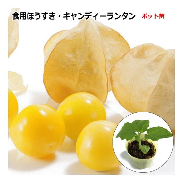 【農林水産省 登録品種（登録名：キャンディーランタン）】(PVP) 海外持出禁止（公示（農水省HP）参照）食用ほおずき 【 キャンディーランタン 】 ポット苗　--------------------------------完熟青果の香りは...