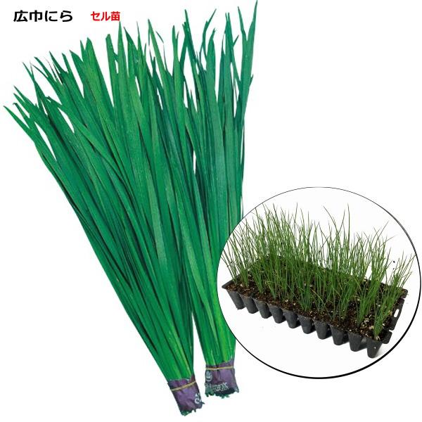 ニラ【 広巾にら 】 セル苗　再生力が強く極めて作りやすい！　耐暑・耐寒性ともに強く休眠も浅いので、周年栽培が可能！1カ所当たり2〜3本植え、株間15〜20cmほどを目安に定植します。収穫後は養成期間をとって株の回復を図ります。冬に地上部は...