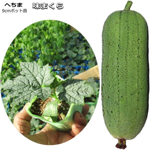 枕型 食用へちま 【 味まくら 】　9cmポット苗病気に強く、強勢で土地を選ばないので手軽に栽培できます。まくら型のヘチマで果長約２２ｃｍ、直径約８ｃｍ前後、果重約７５０ｇ程の大きさで収穫します。従来のヘチマは 調理時に加熱すると黒ずみ変色...