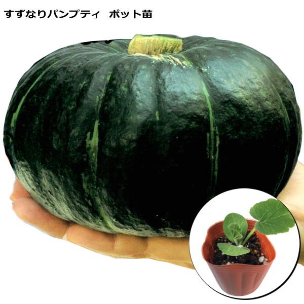 ミニかぼちゃ 【 すずなりパンプティ 】 ポット植え 実生苗　ホクホク感・甘さ・舌触り、プレミアムな極上品質の鈴なりミニカボチャ！平均700g前後の食べ切りサイズ。樹勢が強く栽培容易、放任栽培・立体栽培にも適しています。【栽培ポイント】ミニ...