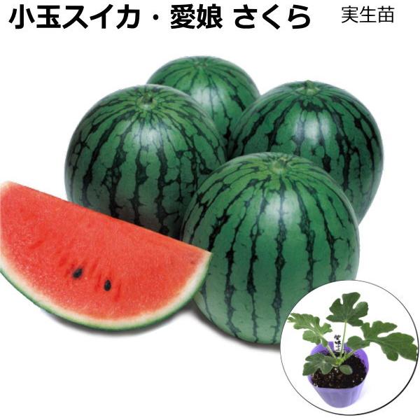 赤肉小玉スイカ 【 愛娘さくら まなむすめ さくら 】 ポット植え　実生苗-------------------------シャリ感 食味 最高の赤肉小玉スイカ！ 手ごろなサイズがたくさん成ります♪１番果はもちろん２番〜３番果までも、とにか...