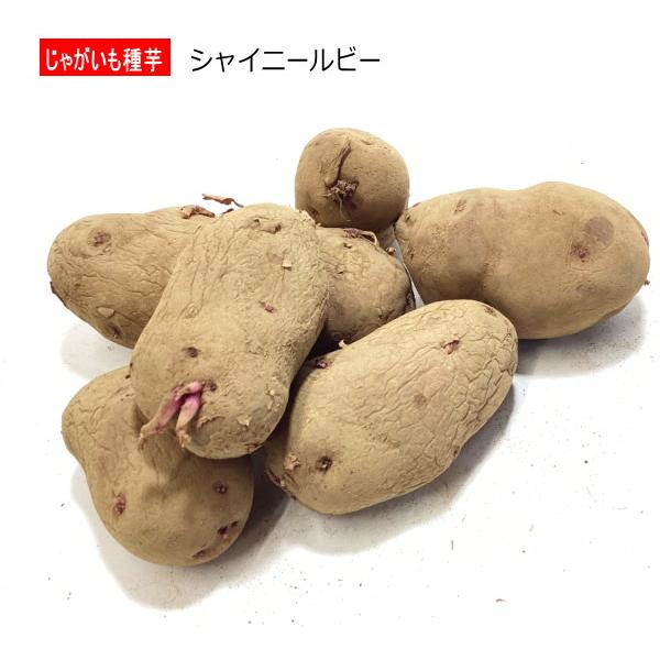 ジャガイモ【 シャイニールビー 】 たね芋　---------------------------赤肉色のアントシアニン(ペタニン)含量が高い、カラフルポテト！ジャガイモシストセンチュウ抵抗性があります。形が整った長卵型なので皮がむきやすく...