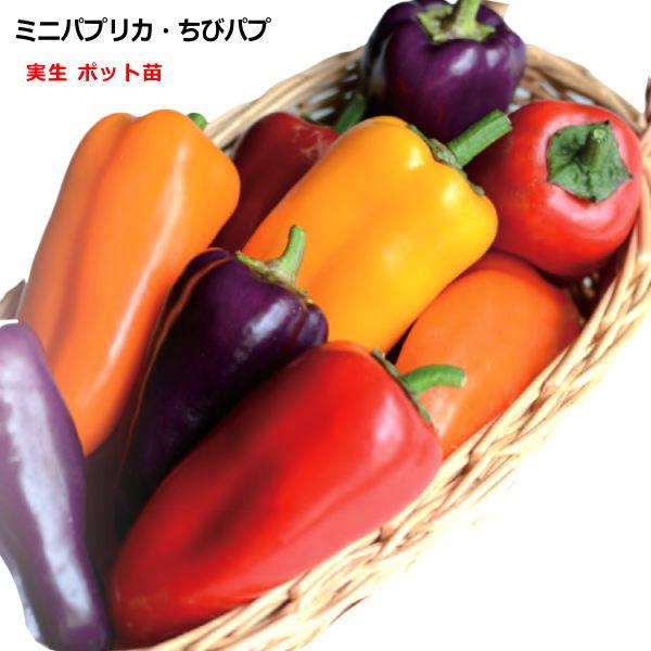 カラーピーマン ミニパプリカ 【 ちびパプ 】 実生苗　---------------------------一代交配 作りやすくて美味しい！手のひらサイズのカラーピーマン！果重は40〜60ｇ（パープルは15〜40g）くらいの可愛いミニサイ...