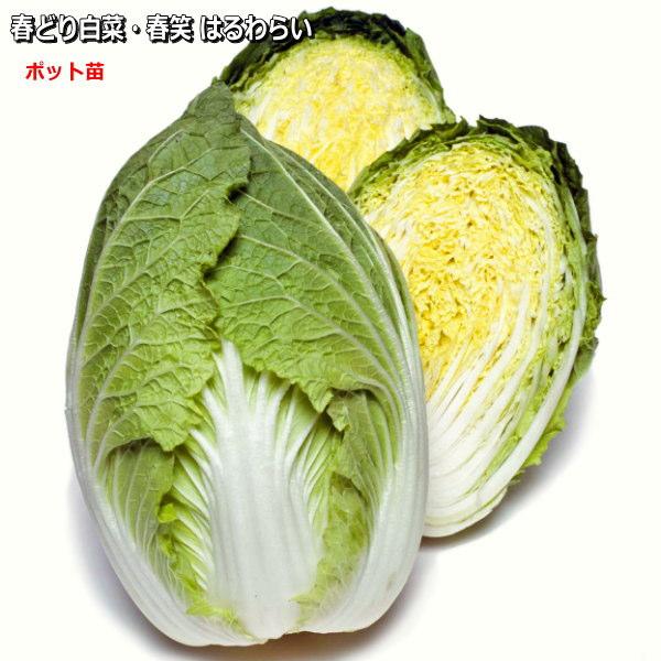 白菜【 春笑 はるわらい 】 ポット苗　---------------------------トウ立ちの心配が少ない、春〜初夏どり極早生の黄芯極早生種！生理障害に強く、春どり栽培で抽苔の心配が少ない極晩抽性の黄芯極早生種。石灰欠乏症（縁腐れ...