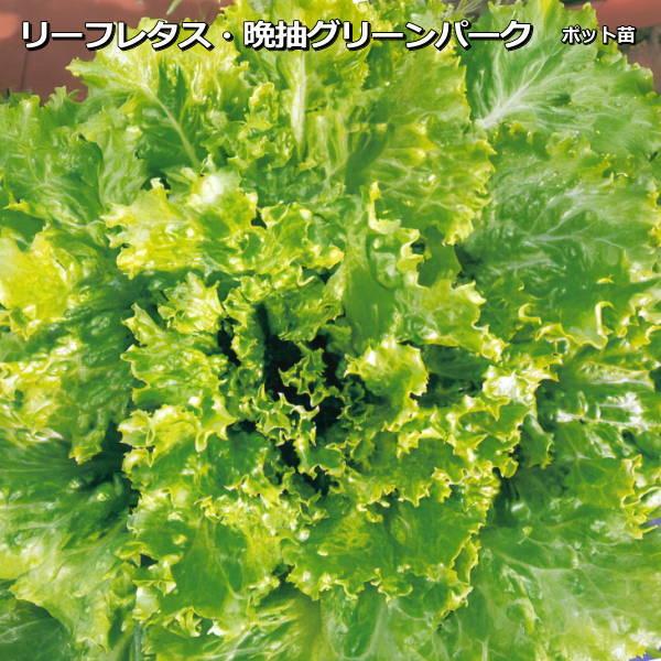 【農林水産省 登録品種（登録名：清水グリーン002）】 海外持出禁止（公示「農林省HP」参照）リーフレタス【 晩抽グリーンパーク 】 ポット苗　---------------------------高温期栽培に適したリーフレタスチップバーン...