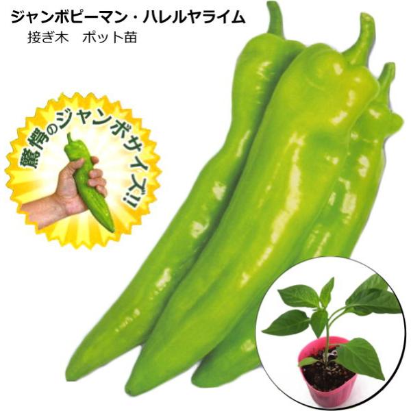 ジャンボピーマン 【 ハレルヤライム 】 ポット植え 接ぎ木苗--------------------------　ライムグリーンのクサビ形ジャンボピーマン！熟期は中生。草姿は立性で草丈は中型。葉は大葉。草勢が強く、着果性が良いため作りやす...