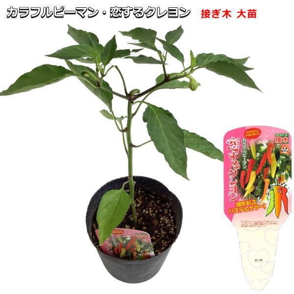 カラフルピーマン【 恋するクレヨン 】 接ぎ木苗　---------------------------ドカ成りのカラフルピーマン　未熟〜完熟3色同時収穫できるユニークな品種♪果実色が淡黄緑色〜橙色を経て赤色へと変化する長クサビ形カラーピー...