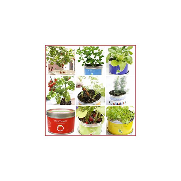 缶のままでカンタン栽培！大きめの缶なので、栽培も楽々。陽当たりの良い窓際なら、一年中栽培出来ます。一番人気はミニトマト！可愛い実がなるワイルドストロベリーもお楽しみいただけます。小さくても自分で育てて収穫することの喜び。普段食べているお野菜...