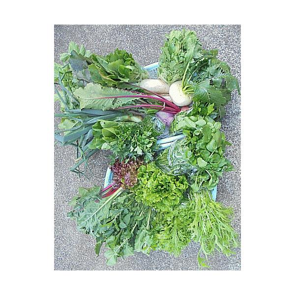 野菜セット　M　　平戸潮風野菜　　　自然栽培（無農薬・無化学肥料）以下の内から１４種類程（お任せでその時々で種類は異なります）　３人で１０日程　　・ほうれん草・大根・緑ケール・紫ケール・ブロッコリー・キャベツ・ネギ・クレソン・ニラ・原木シイ...