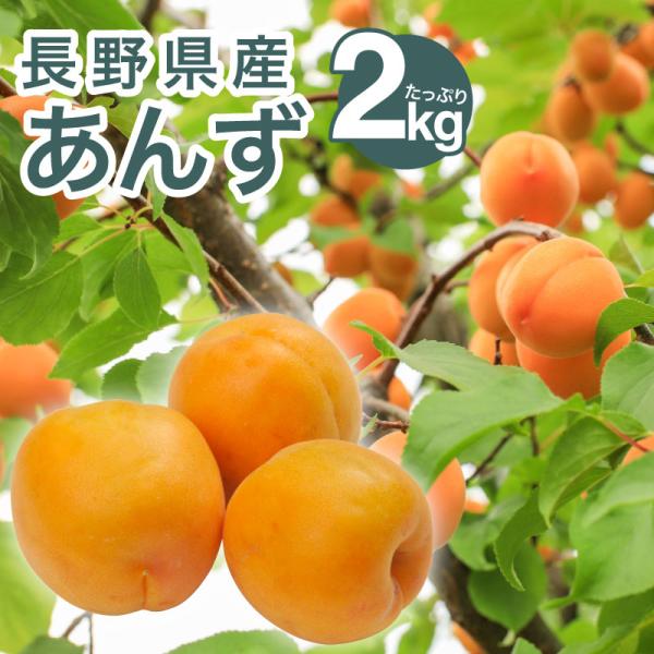 朝穫りした新鮮で美味しいあんずを産地からお客様の自宅へ直送いたします。期間限定になりますので是非ご賞味ください。加工品用のため多少の傷付きになります。予めご了承ください。完熟したものは冷蔵庫で保存してください。固いものはしばらく常温に置いて...