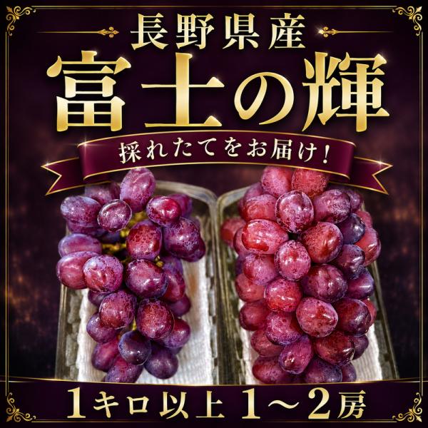 澄んだ空気と、昼夜の寒暖差が大きい長野の気候は、ぶどうにしっかりと甘みを蓄えさせてくれます。その環境で育つ「富士の輝き」は、大粒でふっくらとした果実が特徴の希少品種。ひと粒が大きいため食べごたえがあり、噛んだ瞬間に果汁があふれ、濃厚な甘さと...