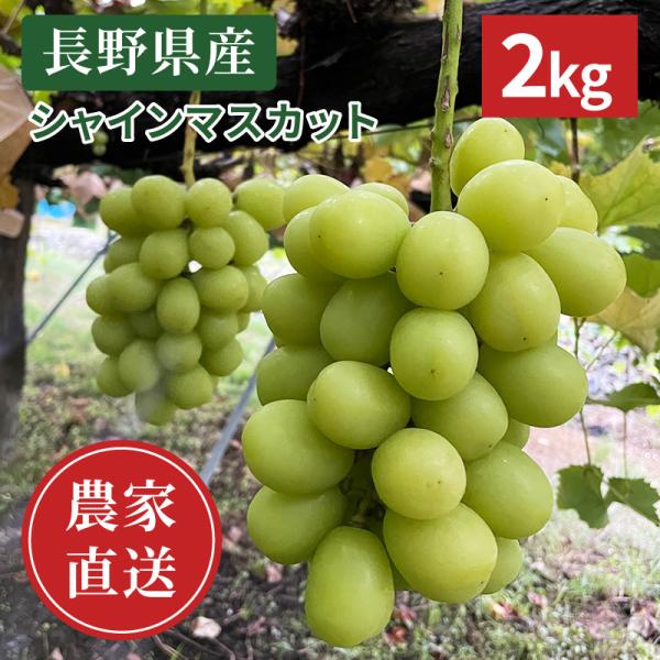 信州・長野県須坂市。果物の名産地として知られるこの地は、昼夜の寒暖差が大きく、果実の糖度が高まり、味わい深く育ちます。シャインマスカットは“ぶどうの女王”とも称され、その姿はまるでエメラルドグリーンの宝石のよう。パリッとした薄皮をかじると、...