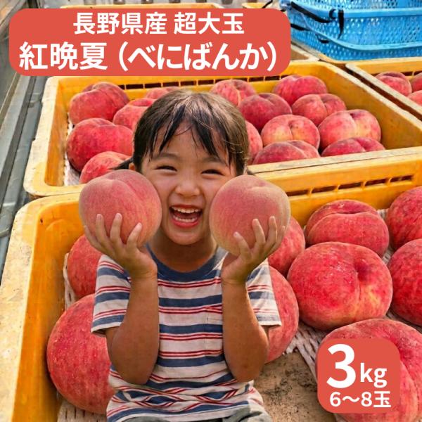 小市農園がお届けする「長野県産桃・希少品種 紅晩夏（べにばんか） 3kg（6〜8玉）」。紅晩夏は市場にほとんど出回らない希少な晩成種で、圧倒的な大きさが最大の特徴です。手に取った瞬間に感じるずっしりとした重み、割った瞬間に広がる濃厚な香りは...