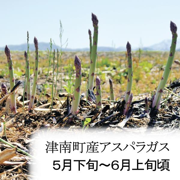 ★初夏限定！！新潟県内でも有数の豪雪地帯である津南町産のアスパラは、芽出し柔らかく甘みたっぷりに育ちます。天ぷらや、茹でておひたしやサラダなどでお楽しみいただけます。大変短い初夏の味覚を是非ご賞味ください。 新潟県津南町産【グリーンアスパラ...