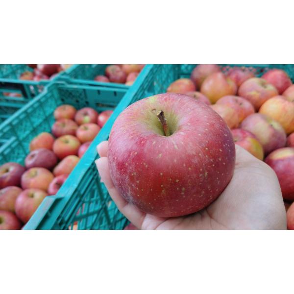 日本だけでなく世界でも最も多く生産されている「ふじ」。果汁が豊富なうえ味のバランスが良く、甘味と香りはしっかりとしています。歯触りもシャキシャキと心地よく人気が高い蜜入りの品種です。「サンふじ」はふじりんごを無袋で栽培したもので、太陽の光を...