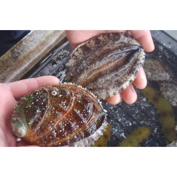 養殖アワビ　　500ｇ
