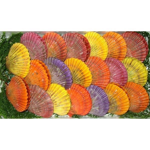 ヒオウギ貝中サイズ　20枚入り（約1.8ｋｇ超）