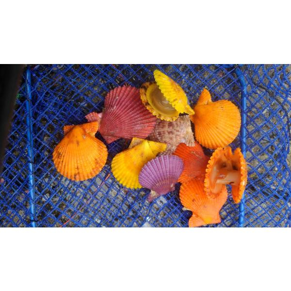 10枚で1注文単位です。10枚で200円（税込み）です。親ヒオウギ貝の中に入れて、お届けできます。1個口で300枚　お届けできます。