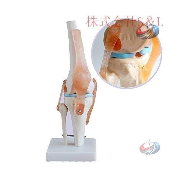 模型サイズ：30*11*11cm材質：高級プラスチック適用領域：解剖用、教学用、実験室用、家庭用、子供用など