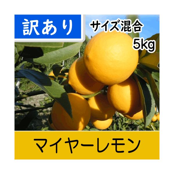 三重県御浜町産　マイヤーレモンです。5kg入で30〜50玉ほど入っております。サイズ混合のため、個数は変動します。ころりと丸い形をしたレモンです。オレンジと自然交雑で誕生したと言われています。一般的な楕円タイプのレモンと比べて甘味があるのが...