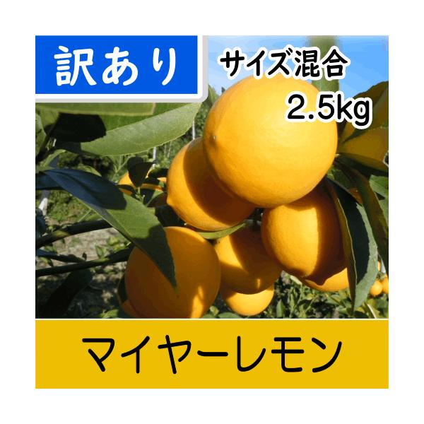 三重県御浜町産　マイヤーレモンです。2.5kg入で15〜25玉ほど入っております。サイズ混合のため、個数は変動します。ころりと丸い形をしたレモンです。オレンジと自然交雑で誕生したと言われています。一般的な楕円タイプのレモンと比べて甘味がある...