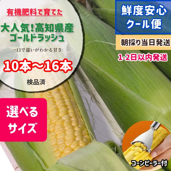 【発売日：2026年05月27日】南国土佐の太陽を浴びた、有機肥料で育てたとにかく甘い「ゴールドラッシュ」をお届けします！　夫婦二人で愛情込めて育てた、数量限定の味をぜひ体感してください。お料理には粒が大きいLサイズ以上が最適(1) 鮮度が...
