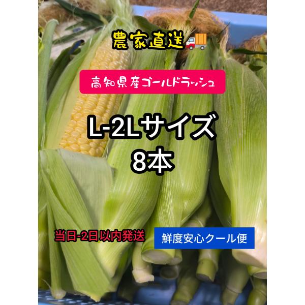 南国土佐の太陽を浴びた、有機肥料で育てたとにかく甘い「ゴールドラッシュ」をお届けします！　夫婦二人で愛情込めて育てた、数量限定の味をぜひ体感してください。料理には粒が大きいLサイズ以上が最適(1) 鮮度が命！「朝どれ・当日出荷」へのこだわり...