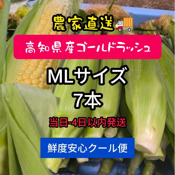 南国土佐の太陽を浴びた、有機肥料で育てたとにかく甘い「ゴールドラッシュ」をお届けします！　夫婦二人で愛情込めて育てた、数量限定の味をぜひ体感してください。料理には粒が大きいLサイズ以上が最適(1) 鮮度が命！「朝どれ・当日出荷」へのこだわり...