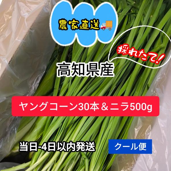 数あるショップの中からご覧いただきありがとうございます！高知県の豊かな太陽を浴びて育った旬のヤングコーンとニラを鮮度を保ったまま発送いたします。・ヤングコーン市場に出回る水煮のヤングコーンとは全く別物の味をぜひ体験してください！・ニラスーパ...