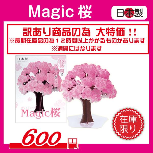 マジック桜は、魔法の水をかけると通常12時間で満開になる、紙で出来た不思議な桜です。※この商品は訳あり商品です。長期在庫品の為12時間で満開にならないことがあります。24時間以上かかる事もあります。ご理解の上ご注文をお願いします。 自分で育...