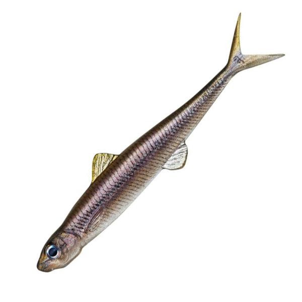 ■サイズ:95mm ■カラー:#138 ネオンワカサギ ■ジャンル:ルアー/バス釣り用ソフトルアー/スイムベイト・ミノー ■メーカー: エバーグリーン(EVERGREEN)  ○関連ワード:釣り具 釣具 つり具 バス釣り