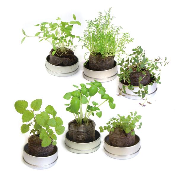 [カモミール]　リトルハーブ　栽培セット小さな缶で育てる人気の種類のハーブの栽培セットです。種と説明書・土が入ってます。土は圧縮乾燥されてますので水分で膨らませて種を蒔くだけです。缶の中で栽培を楽しめますので場所も取らず簡単です。プチギフト...