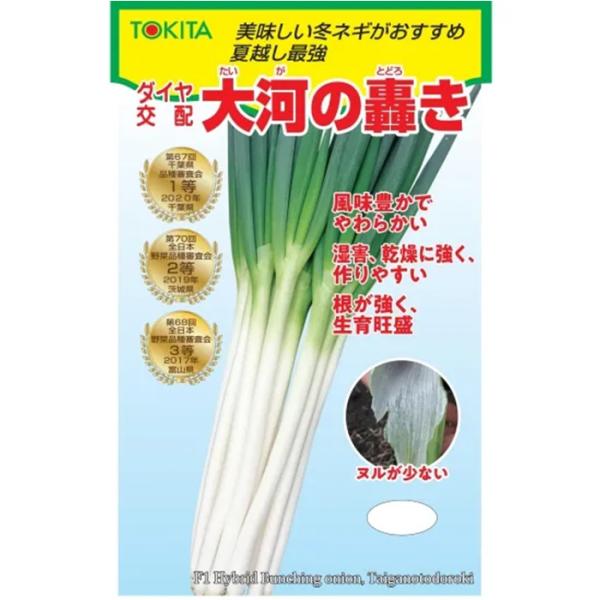 商品名：大河の轟き1. 10−12月どり向き。耐暑性がかなり高く、丈がコンパクトで湿害にも強い。2. 美味しい冬ネギ！風味が豊かでやわらかい食感！3. 葉は濃緑色でややコンパクトです。首が固く締まり、ヌルが少なく皮むき適性が高いです4. 干...