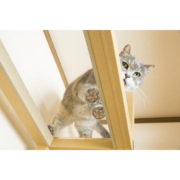 高い位置に取り付けることで、愛猫のかわいいお腹姿？や肉球の様子を自然に楽しめます。ニャンダフルシェルフシリーズに、ぴったりと取り付けられる専用オプション品です。