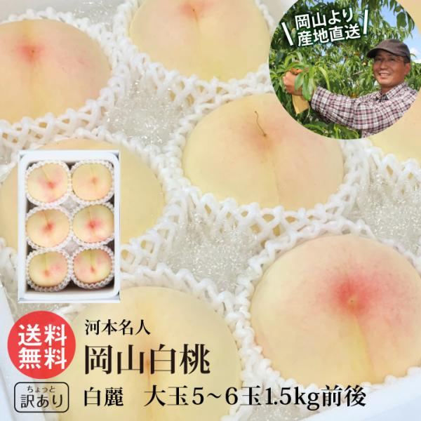 送料無料 岡山県赤磐市より農家直送 渋みのない白桃 ご自宅用 御中元 贈答用にもNEW/2023年第2回全国桃選手権にて入賞しました。こうもと農園（岡山県赤磐市）岡山白桃 白麗 はくれい 5〜6玉 1.5kg前後 訳あ お中元 夏 ギフト関...