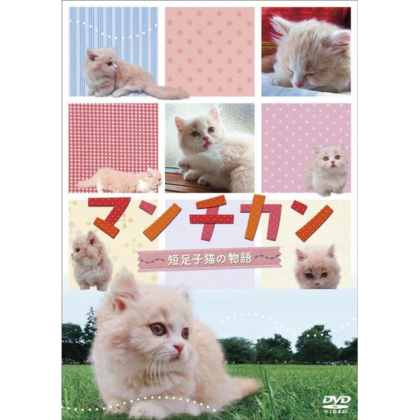 【発売日：2011年08月02日】趣味教養/マンチカン 〜短足子猫の物語〜、メディア：DVD、発売日：2011/08/02、商品コード：BIBE-8072、JANコード/ISBNコード：4907953030701