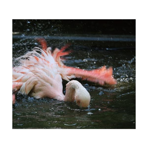 【発売日：2016年11月02日】Rupurizu/Rezension of Renaissance、メディア：CDA、発売日：2016/11/02、商品コード：DAKHELLO-18、JANコード/ISBNコード：4522197124735