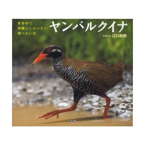【発売日：2014年03月01日】江口欣照/写真と文/ヤンバルクイナ 世界中で沖縄にしかいない飛べない鳥 (小学館の図鑑NEOの科学絵本)、メディア：BOOK、発売日：2014/03、重量：340g、商品コード：NEOBK-1632003、...