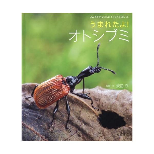 【発売日：2016年03月28日】安田守/写真・文/うまれたよ!オトシブミ (よみきかせいきものしゃしんえほん)、メディア：BOOK、発売日：2016/03、重量：340g、商品コード：NEOBK-1937735、JANコード/ISBNコー...
