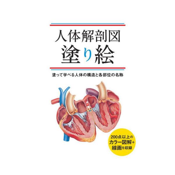 【発売日：2024年03月31日】戸坂藤子/訳/人体解剖図塗り絵 塗って学べる人体の構造と各部位の名称 / 原タイトル:Human Body Colouring Book、メディア：BOOK、発売日：2024/03、重量：340g、商品コー...