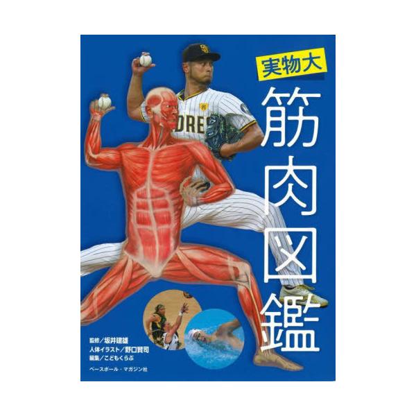 【発売日：2025年08月28日】坂井建雄/監修 野口賢司/人体イラスト こどもくらぶ/編集/実物大筋肉図鑑、メディア：BOOK、発売日：2025/08、重量：1000g、商品コード：NEOBK-3130184、JANコード/ISBNコード...