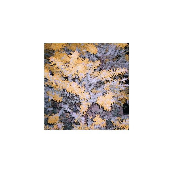 【発売日：2020年11月22日】Climb The Mind/蕾、メディア：CDA、発売日：2020/11/22、商品コード：STSL-203、JANコード/ISBNコード：4582237492033