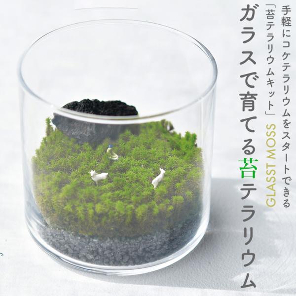 手軽にコケテラリウムをスタートできる「苔テラリウムキット」。ガラス容器・黒砂・苔・仕上げの溶岩石がセットになっているので、すぐに苔テラリウムを始められます。セットになっている【スナゴケ】は、長期間の乾燥状態に耐えられる種類の苔です。お届け時...