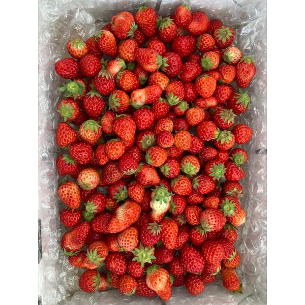 いちご 紅ほっぺ 小粒いちご 約1kg ＜冷蔵＞原産国／製造国 日本総個数 1総重量 1000gいちごの品種 紅ほっぺ産地（都道府県） 大阪賞味期限 最低保証：5日