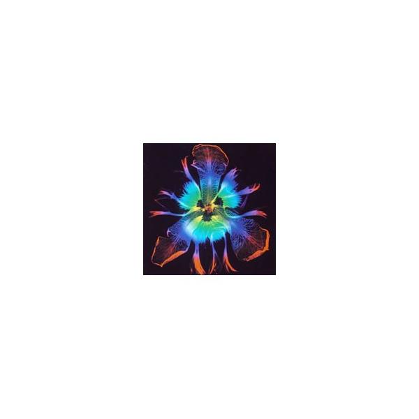 インディーズ時代の名曲のリ・レコーディング集が登場。ライヴでお馴染みの定番曲をはじめ、現在入手困難な初期楽曲なども収録。初回盤のみ〈「トウメイ」故「人間」也〉&amp;ドキュメントDVD収録。■カテゴリ：中古CD■ジャンル：ジャパニーズポッ...